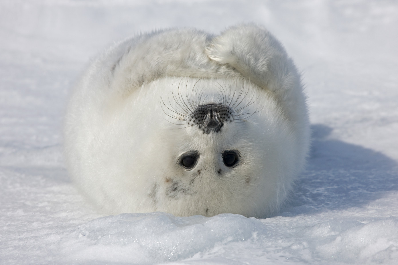 DocuSignがAI事業強化のためにSeal Softwareを約200億円で買収 | TechCrunch Japan Archive