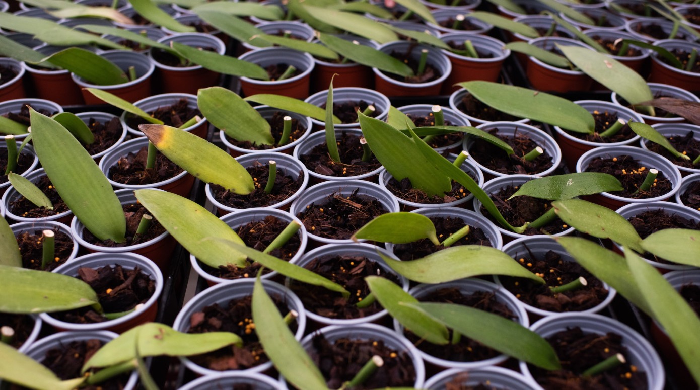 革新的アプローチでバニラ栽培に挑戦するVanilla Vidaが量産へ向け約13億円調達 | TechCrunch Japan Archive